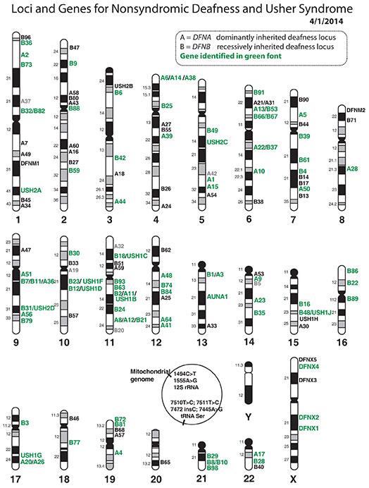 Section on Human Genetics | NIDCD